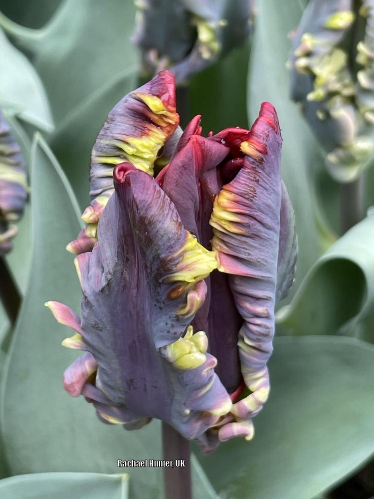 Tulip (Tulipa 'Garden Fire') in the Tulips Database - Garden.org