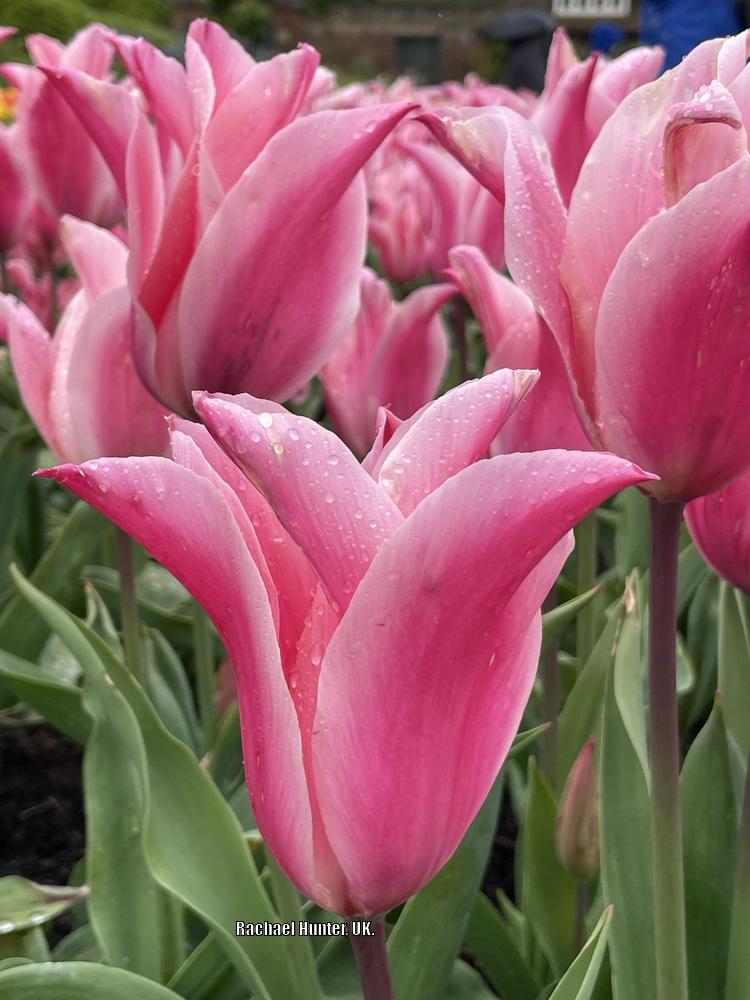 Photo of the bloom of Lily-Flowered Tulip (Tulipa 'China Pink') posted ...