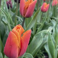 Triumph Tulip (Tulipa 'Jimmy') in the Tulips Database - Garden.org