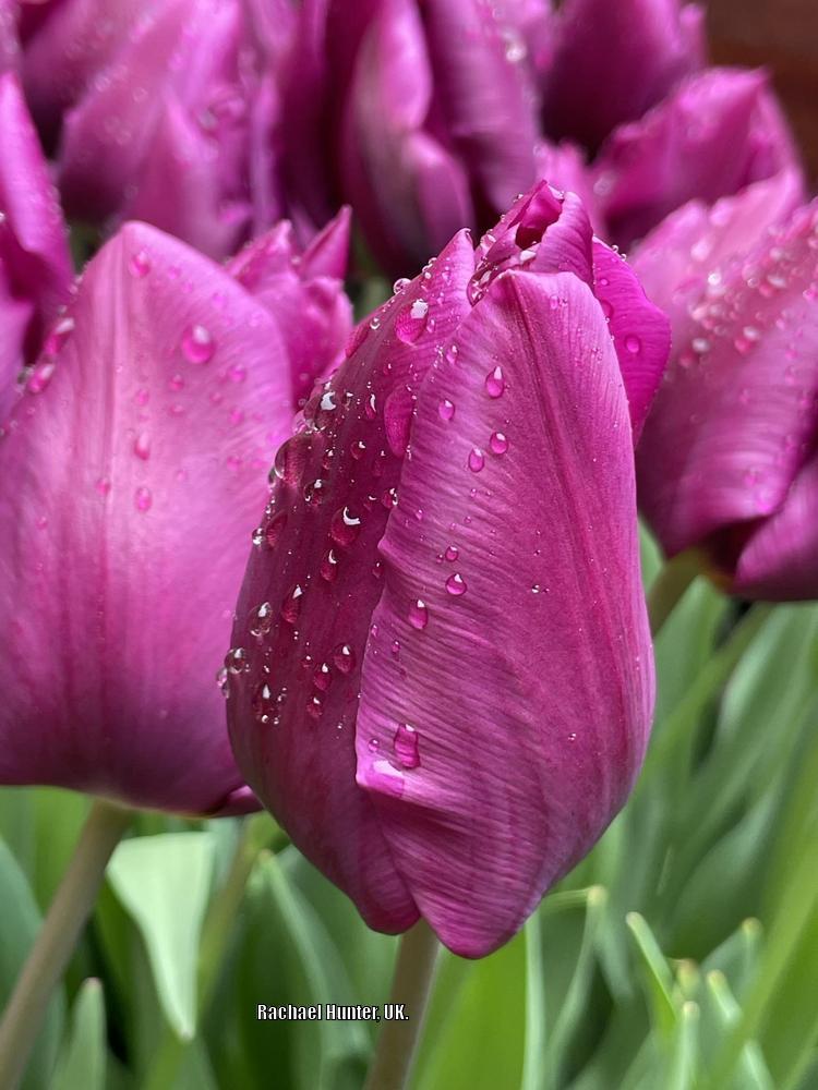 Tulip (Tulipa 'Don Juan') in the Tulips Database - Garden.org