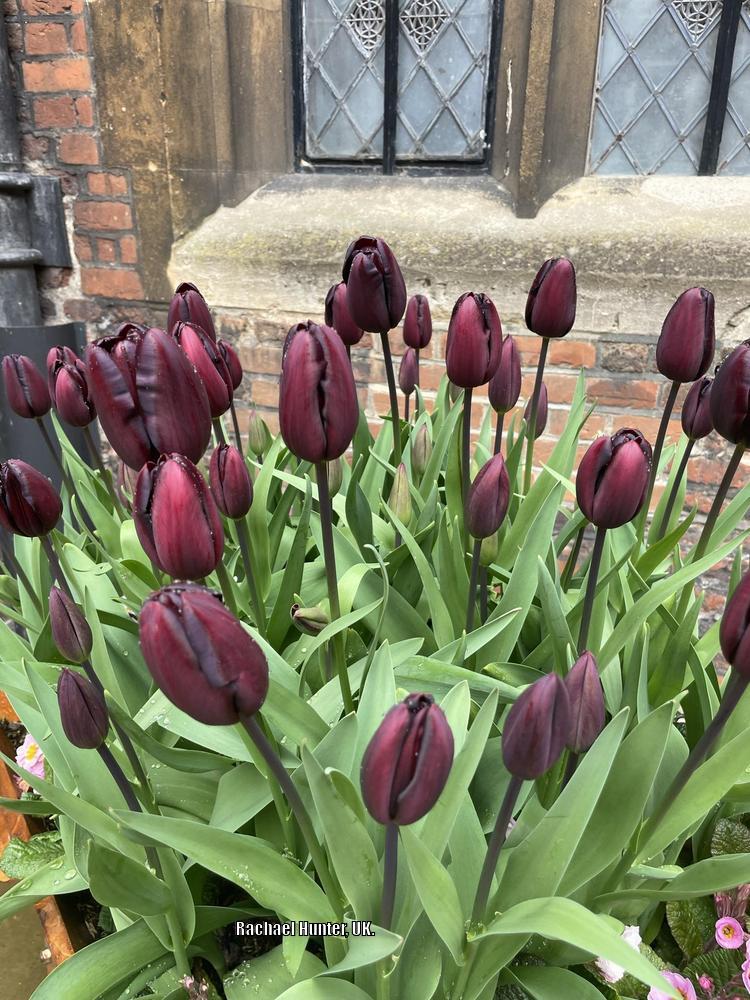 Photo of the entire plant of Tulip (Tulipa 'Havran') posted by ...