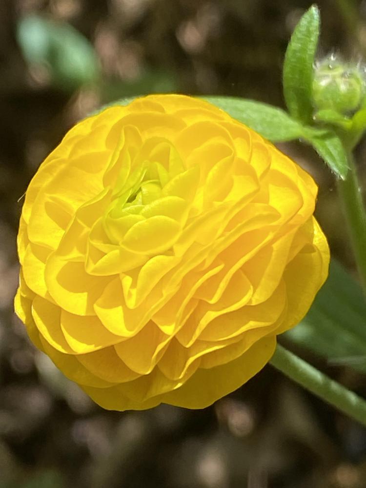 Photo of the bloom of Tall Buttercup (Ranunculus acris 'Flore Pleno ...
