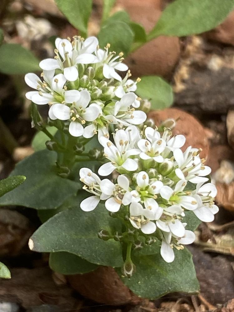 Photo of the bloom of Noccaea densiflora posted by SL_gardener - Garden.org