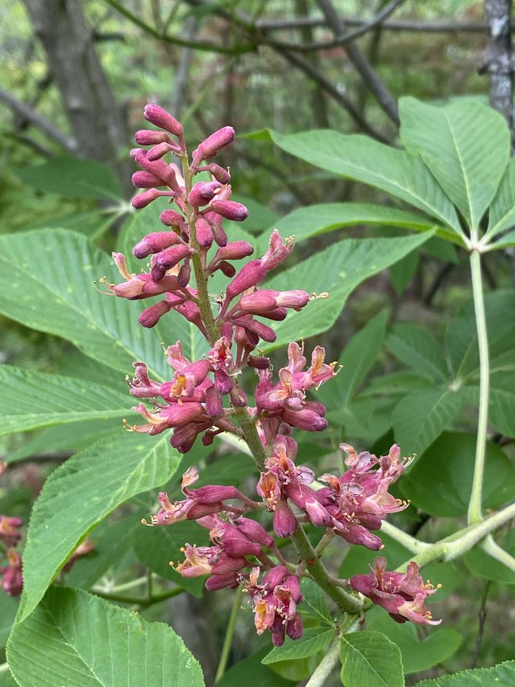 Photo of the bloom of Buckeye (Aesculus x woerlitzensis) posted by SL_gardener - Garden.org
