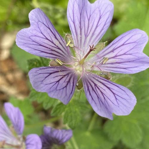 Geranium 'Stephanie' in the Geraniums Database - Garden.org