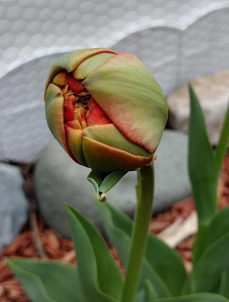 Photo of the stem, scape, stalk or bark of Double Late Tulip (Tulipa ...