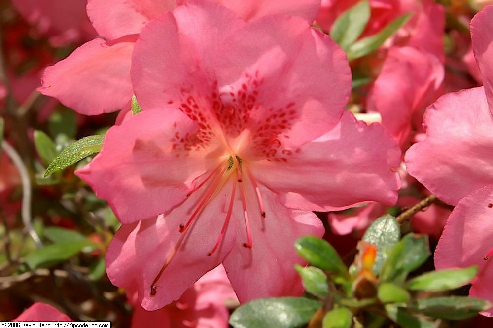 Photo of the bloom of Robin Hill Azalea (Rhododendron 'Welmet') posted ...