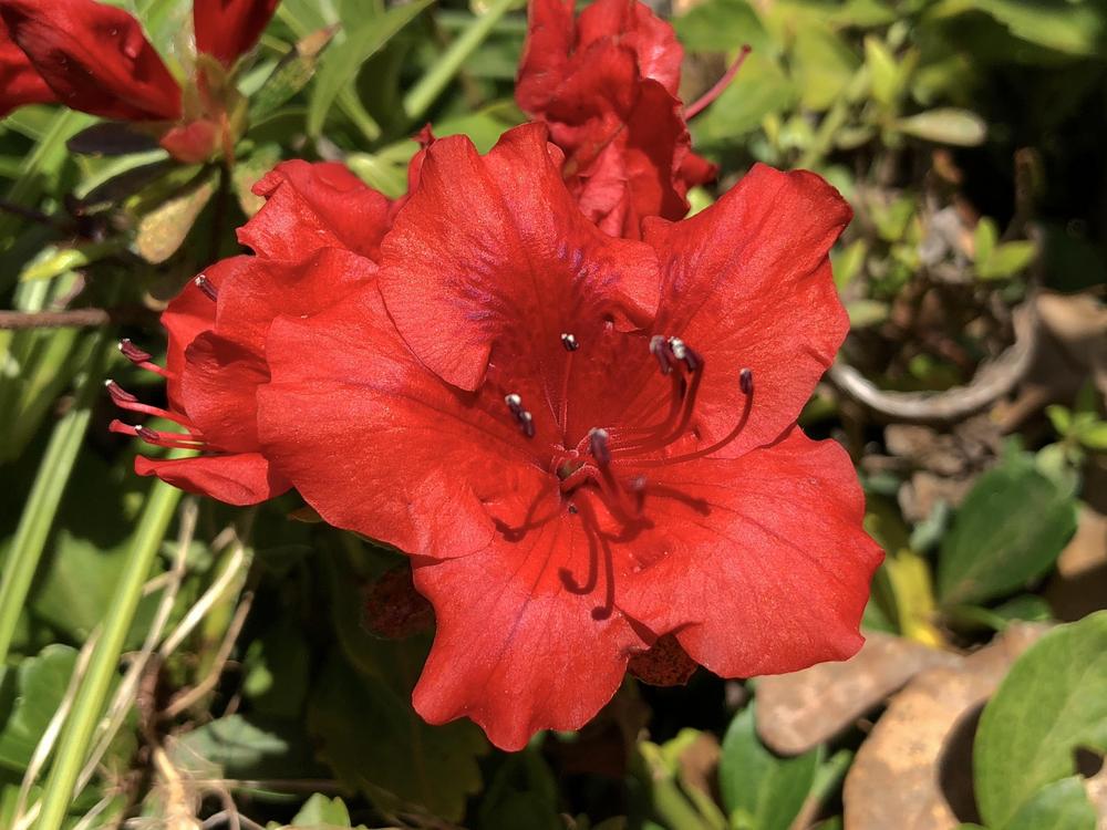 Photo of the bloom of Azalea (Rhododendron 'Girard's Scarlet') posted ...
