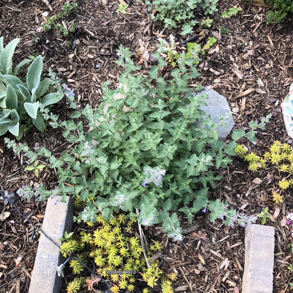 Photo of the entire plant of Catmint (Nepeta x faassenii Junior Walker™) posted by sedumzz ...