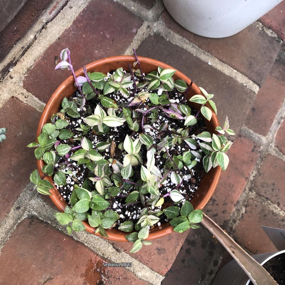 Photo of the entire plant of Variegated Inch Plant (Callisia repens ...