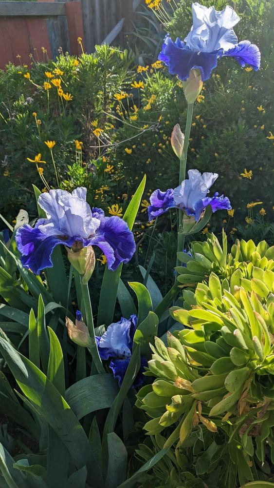 Photo of the bloom of Tall Bearded Iris (Iris 'World Premier') posted ...