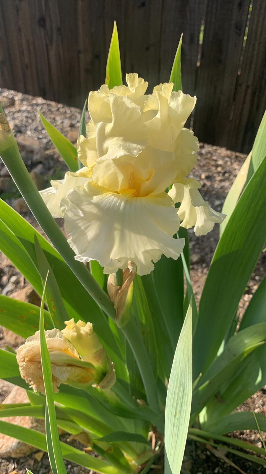 Photo of the bloom of Tall Bearded Iris (Iris 'Soft Return') posted by ...