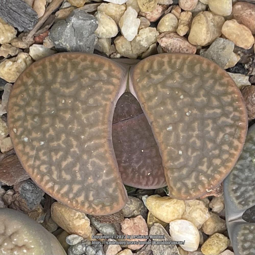 Photo of the emerging growth of Living Stones (Lithops hookeri var ...