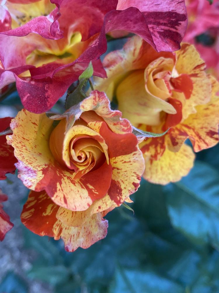 Photo of the closeup of buds, sepals and receptacles of Rose (Rosa ...