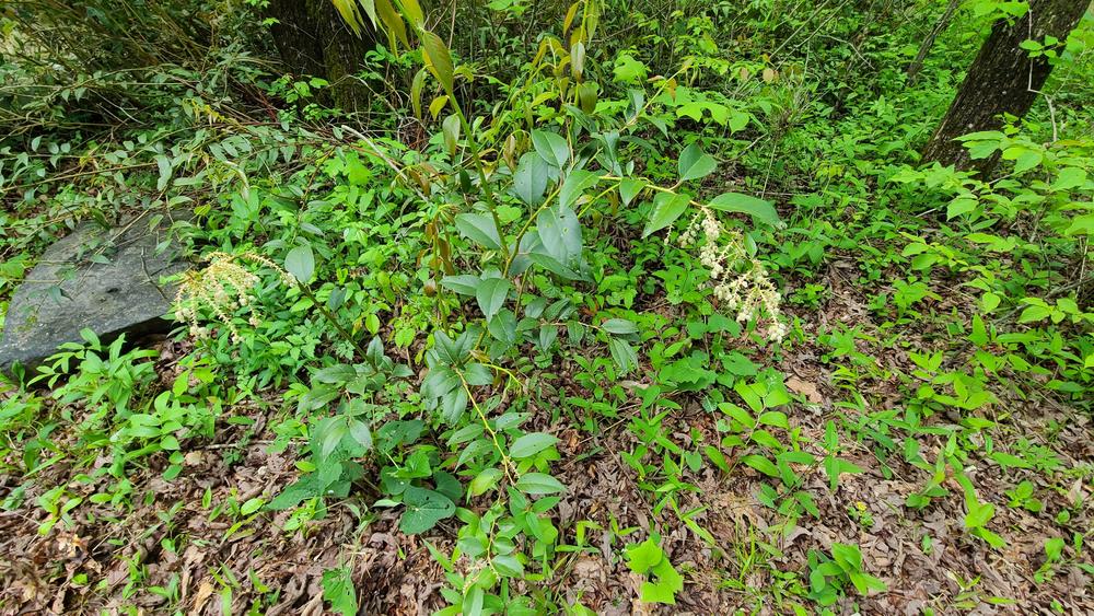 Photo of the habitat view of Highland Doghobble (Leucothoe fontanesiana ...