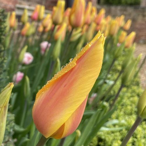 Tulip (Tulipa 'Rhapsody of Smiles') in the Tulips Database - Garden.org