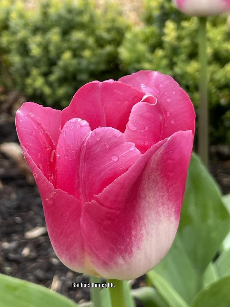 Triumph Tulip (Tulipa 'Garden Party') in the Tulips Database - Garden.org