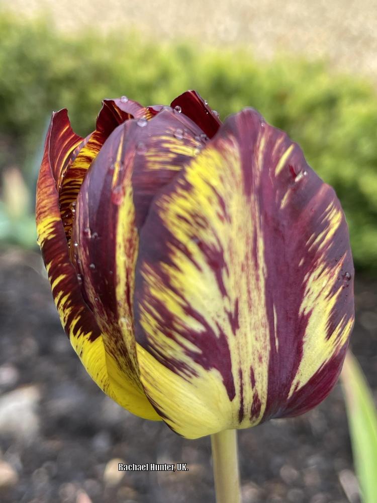 Photo of the bloom of Rembrandt Tulip (Tulipa 'Absalon') posted by ...