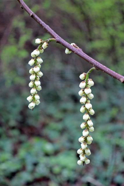 Stachyurus (Stachyurus praecox) - Garden.org