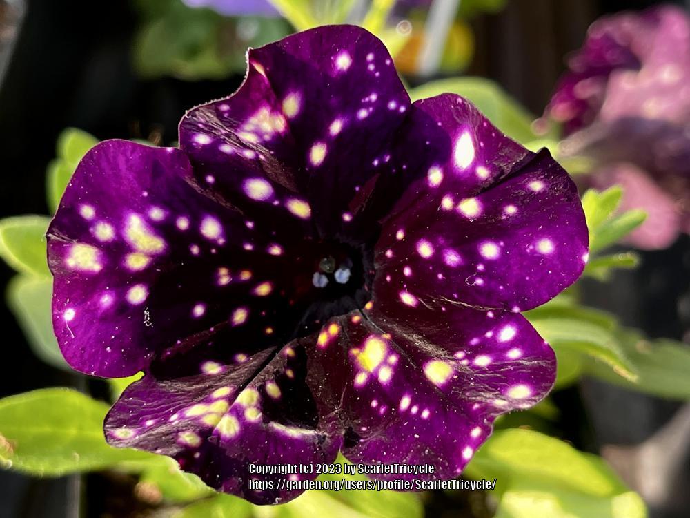 Photo of the bloom of Petunia Splash Dance™ Violet Vogue posted by ...
