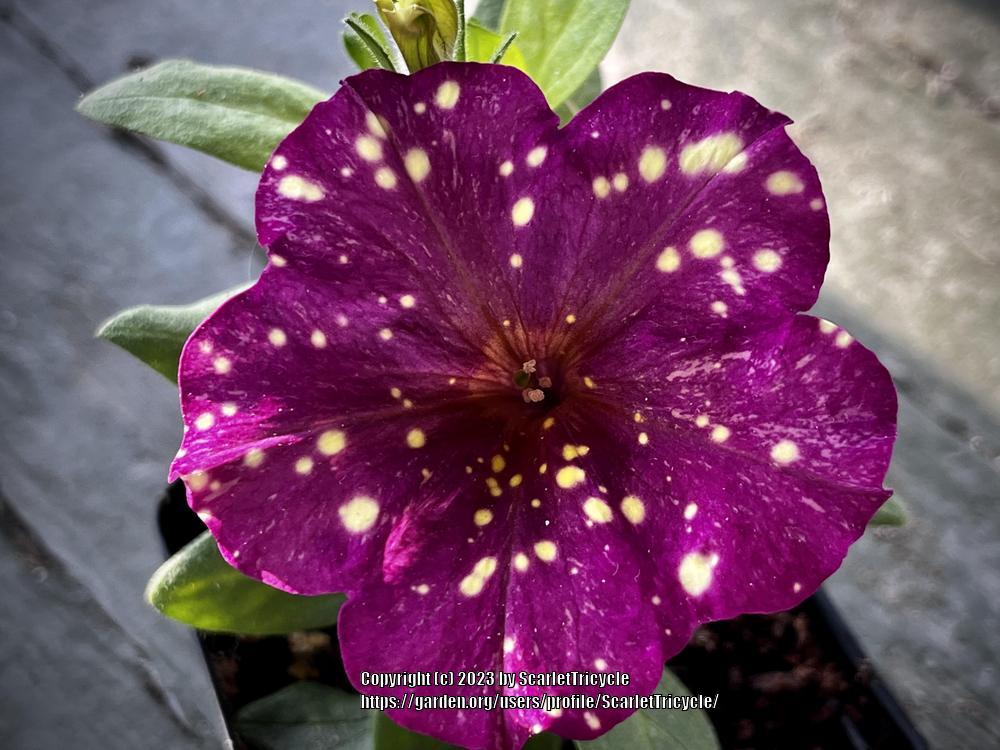 Photo of the bloom of Petunia Splash Dance™ Calypso Cherry posted by ...