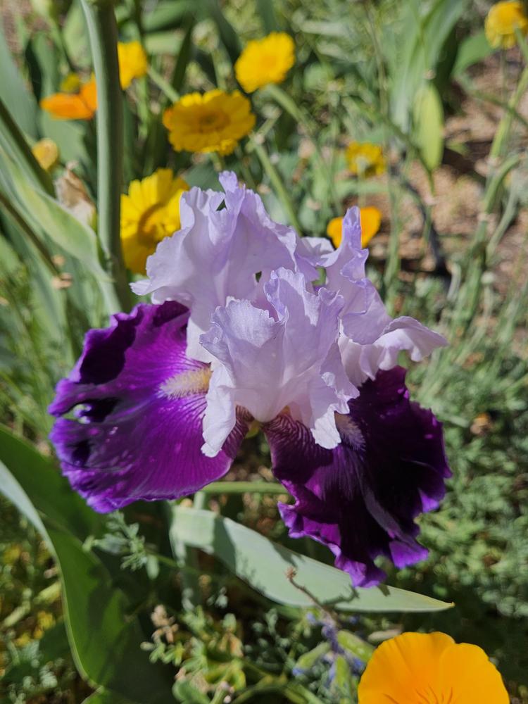 Tall Bearded Iris (Iris 'Russian River') in the Irises Database ...