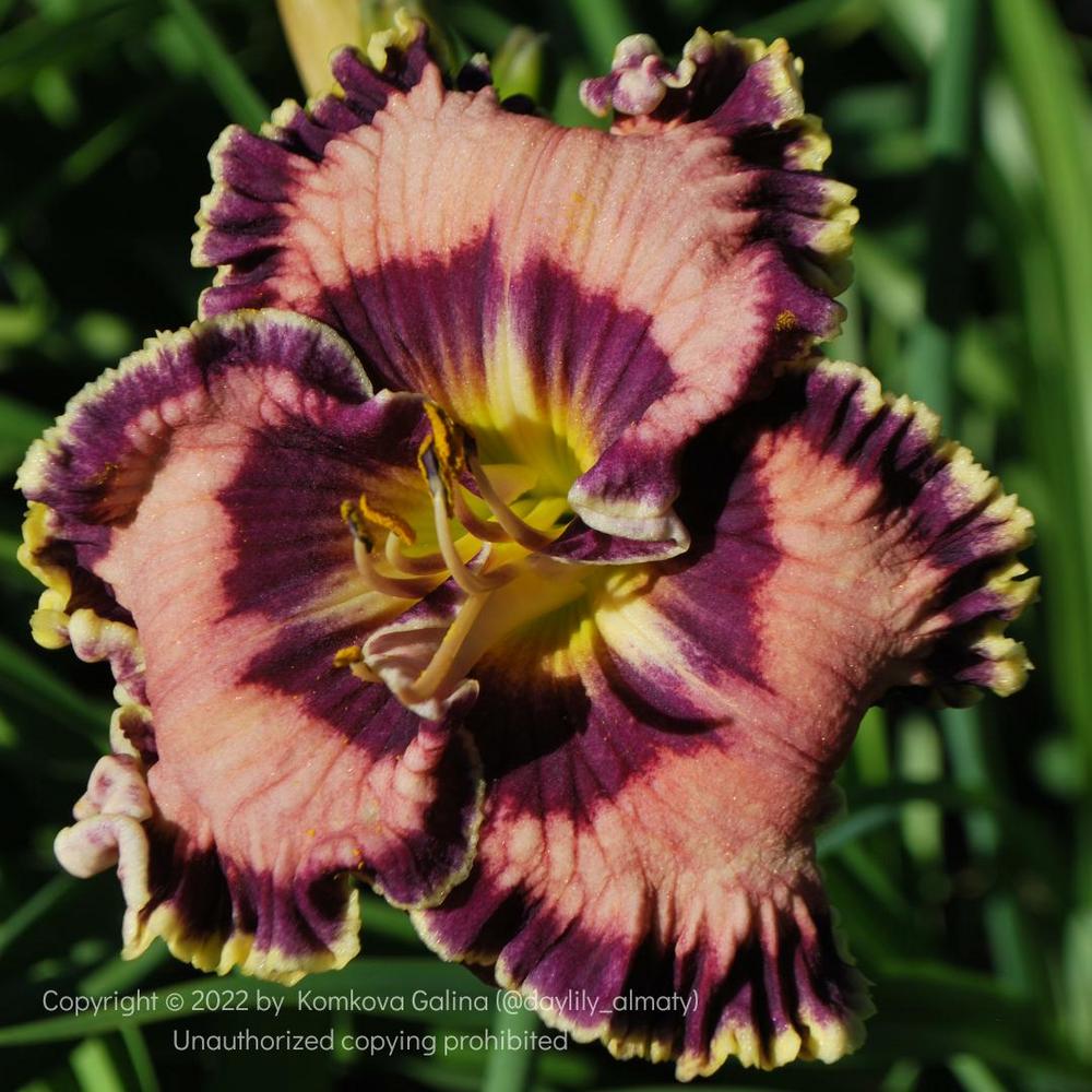 Daylily (Hemerocallis 'Pete's Passion') in the Daylilies Database ...