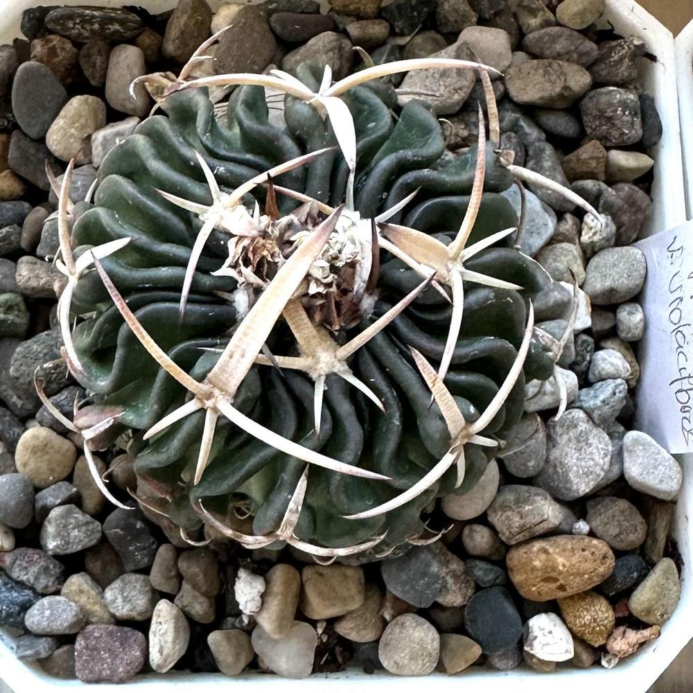 Stenocactus (Stenocactus phyllacanthus var. violaciflorus) - Garden.org