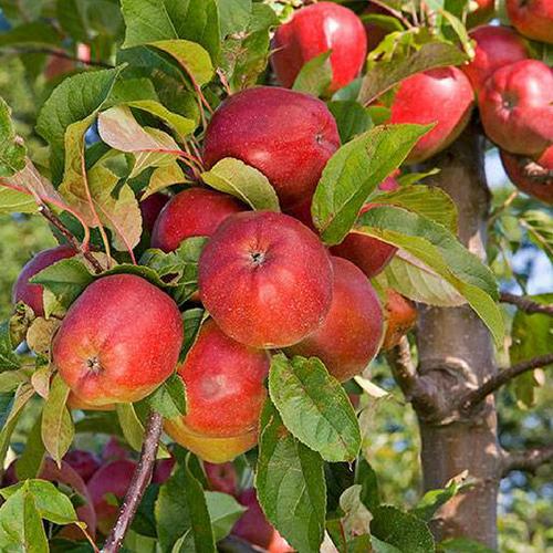 Apple (Malus domestica 'Gloster 69') in the Apples Database - Garden.org