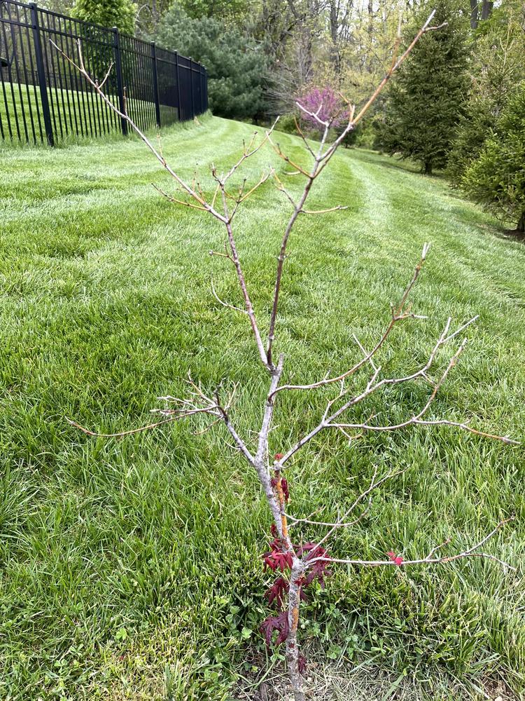 Young Japanese Maple Tree Health in the Ask a Question forum - Garden.org
