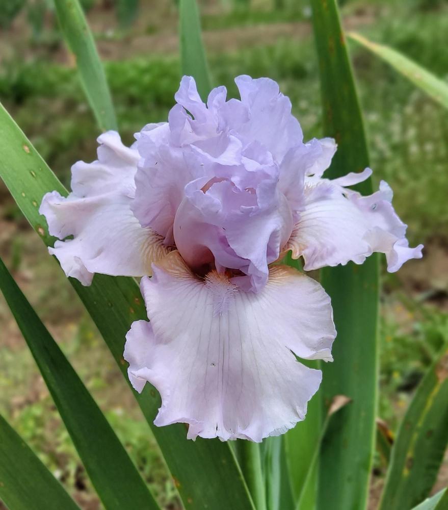 Photo of the bloom of Tall Bearded Iris (Iris 'Desert Blush') posted by Bitoftrouble - Garden.org