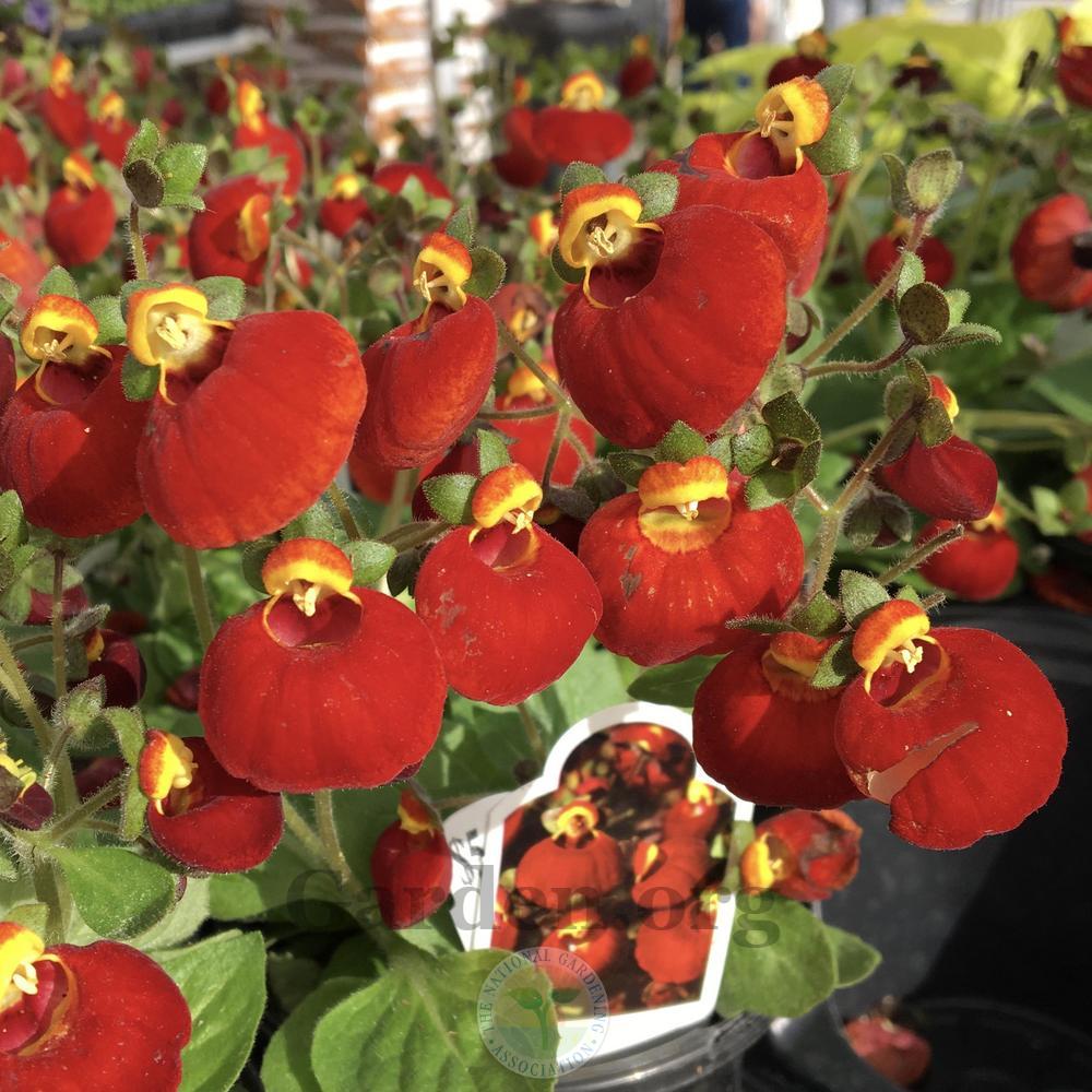 Photo of the bloom of Pocketbook Plant (Calceolaria Calynopsis™ Red ...