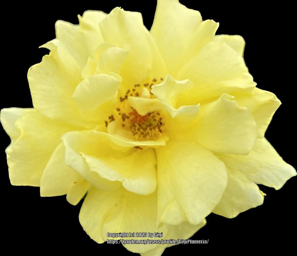 Photo of the bloom of Rose (Rosa 'Radiant Spirit') posted by ...