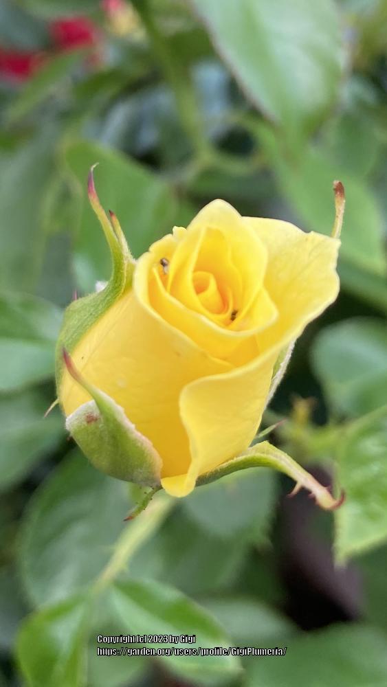 Rose (Rosa 'Radiant Spirit') in the Roses Database - Garden.org