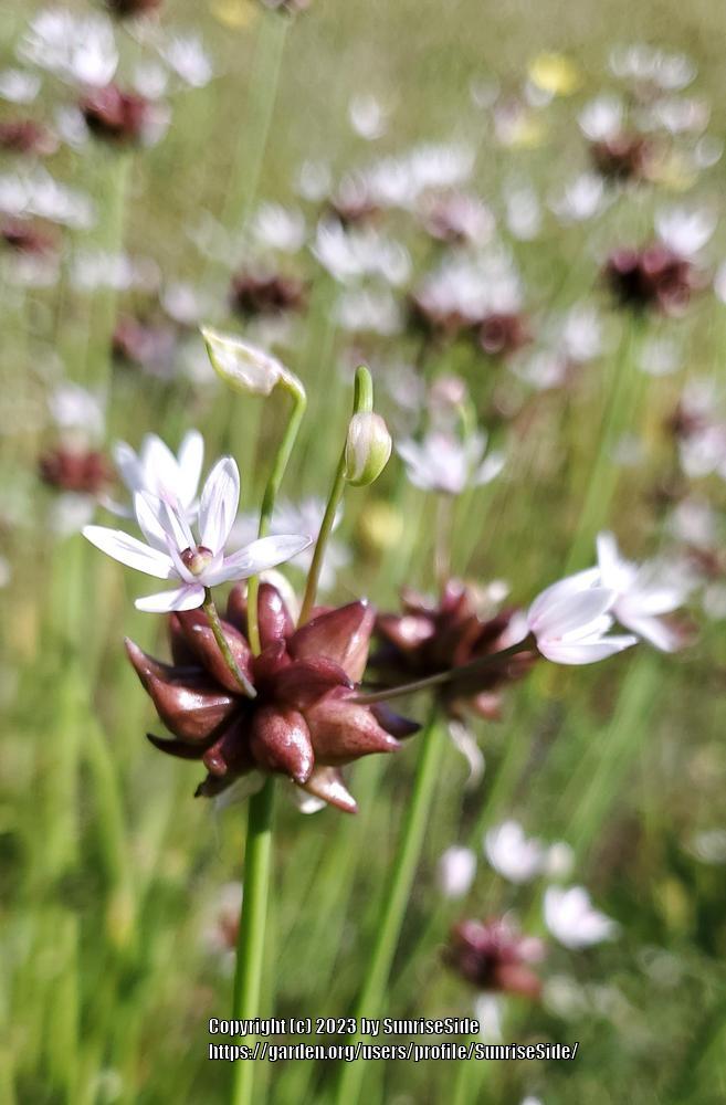 Wild Onion (Allium canadense) - Garden.org