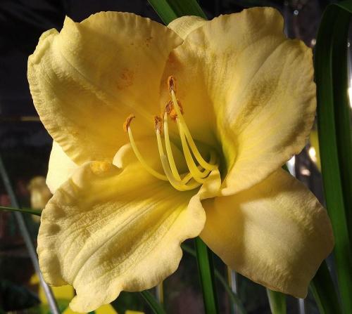 Daylily seedling: from seed germination to buds, 3 months in the ...