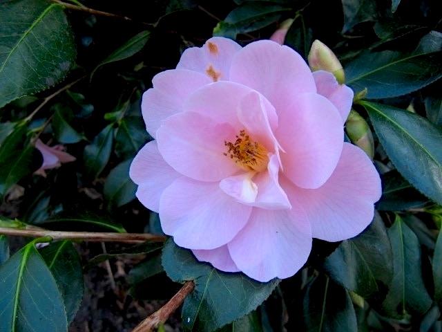 Photo of the bloom of Hybrid Camellia (Camellia 'Clarrie Fawcett ...
