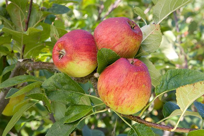 Photo of the fruit of Apple (Malus domestica 'Malling Kent') posted by ...
