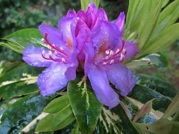 Photo of the bloom of Rhododendron 'Goldflimmer' posted by scvirginia ...