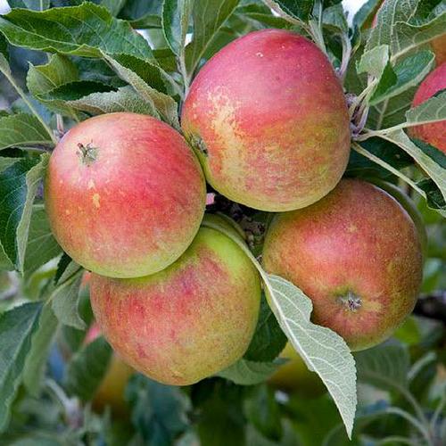 Apple (Malus domestica 'Queen Cox') in the Apples Database - Garden.org