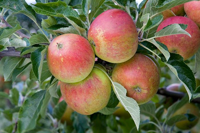 Photo of the fruit of Apple (Malus domestica 'Queen Cox') posted by scvirginia - Garden.org