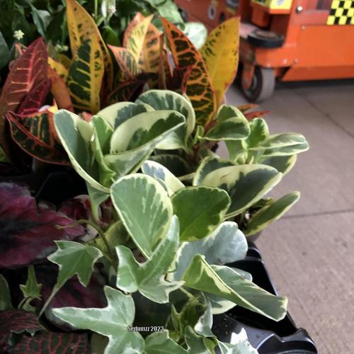 Spoonleaf Peperomia (Peperomia magnoliifolia 'Variegata') - Garden.org