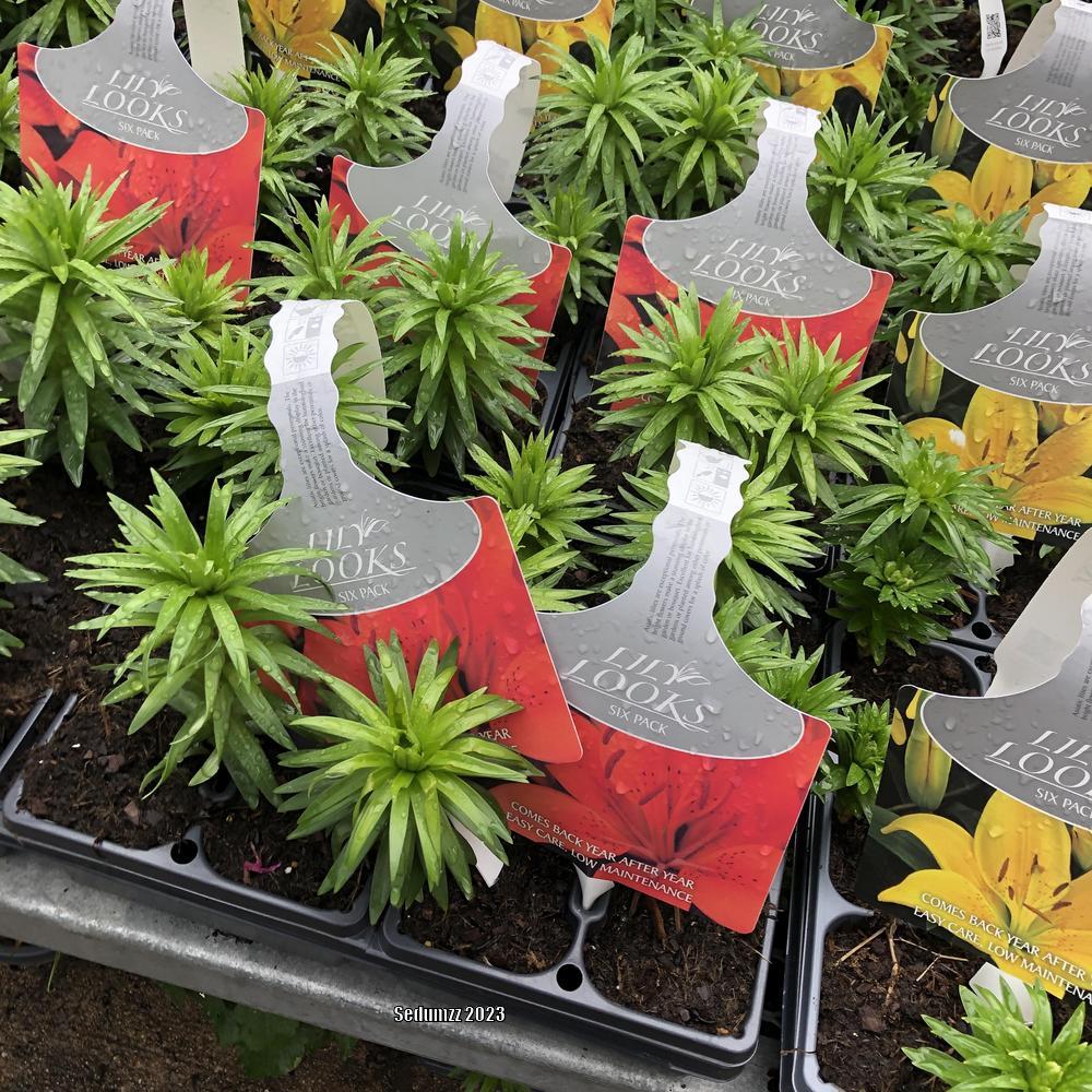 Photo of the entire plant of Lily (Lilium Lily Looks™ Tiny Rocket ...