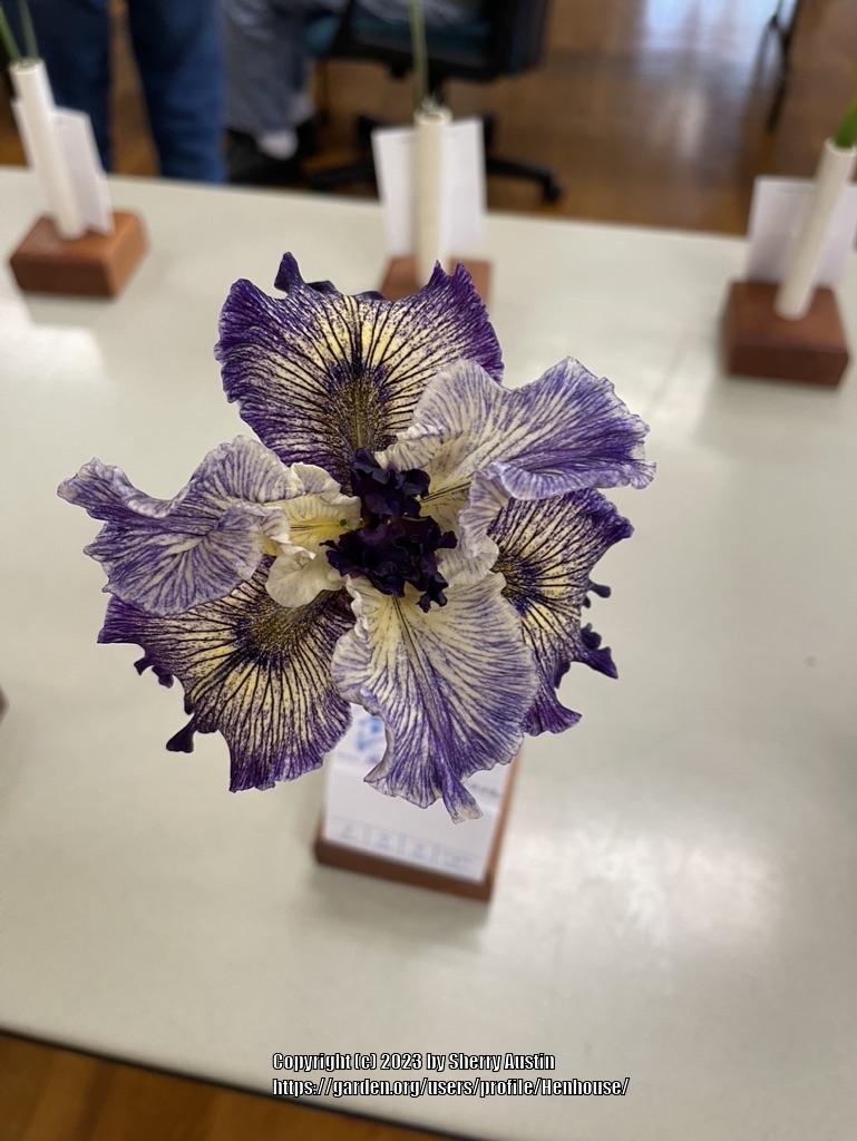 Pacific Coast Iris (Iris 'Hard To Believe') in the Irises Database ...
