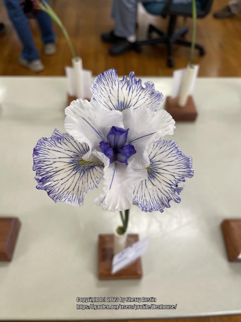 Photo of the bloom of Pacific Coast Iris (Iris 'Line Drawing') posted ...