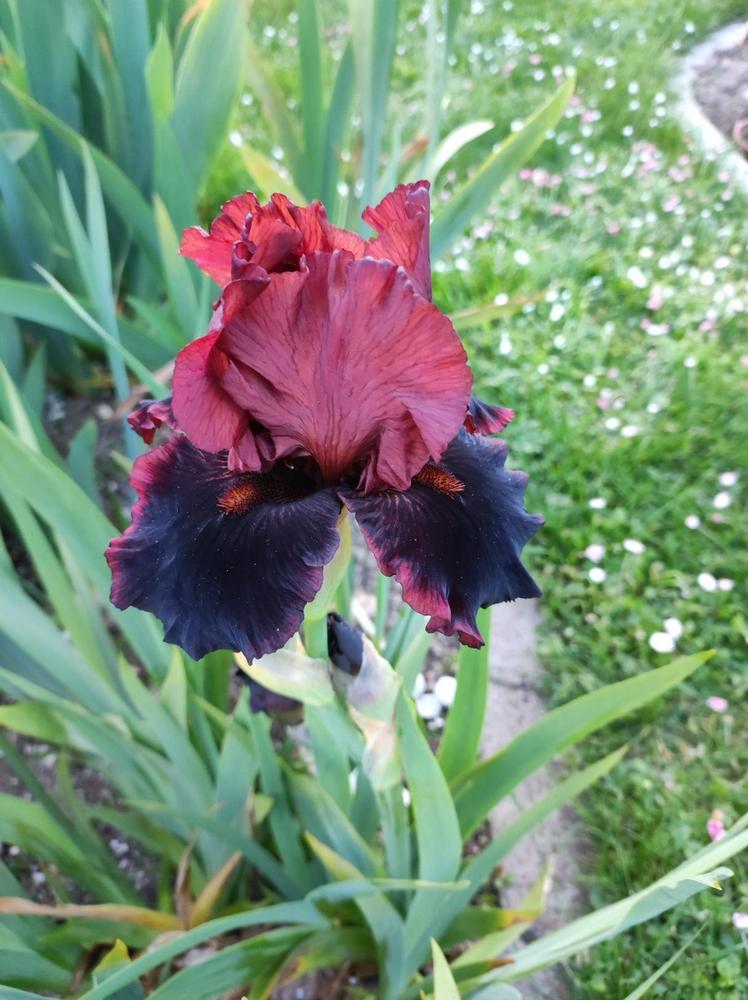 Intermediate Bearded Iris (Iris 'Plasma') in the Irises Database ...