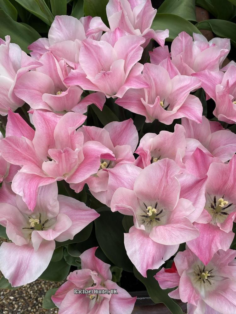 Photo of the bloom of Tulip (Tulipa 'Miss Elegance') posted by ...