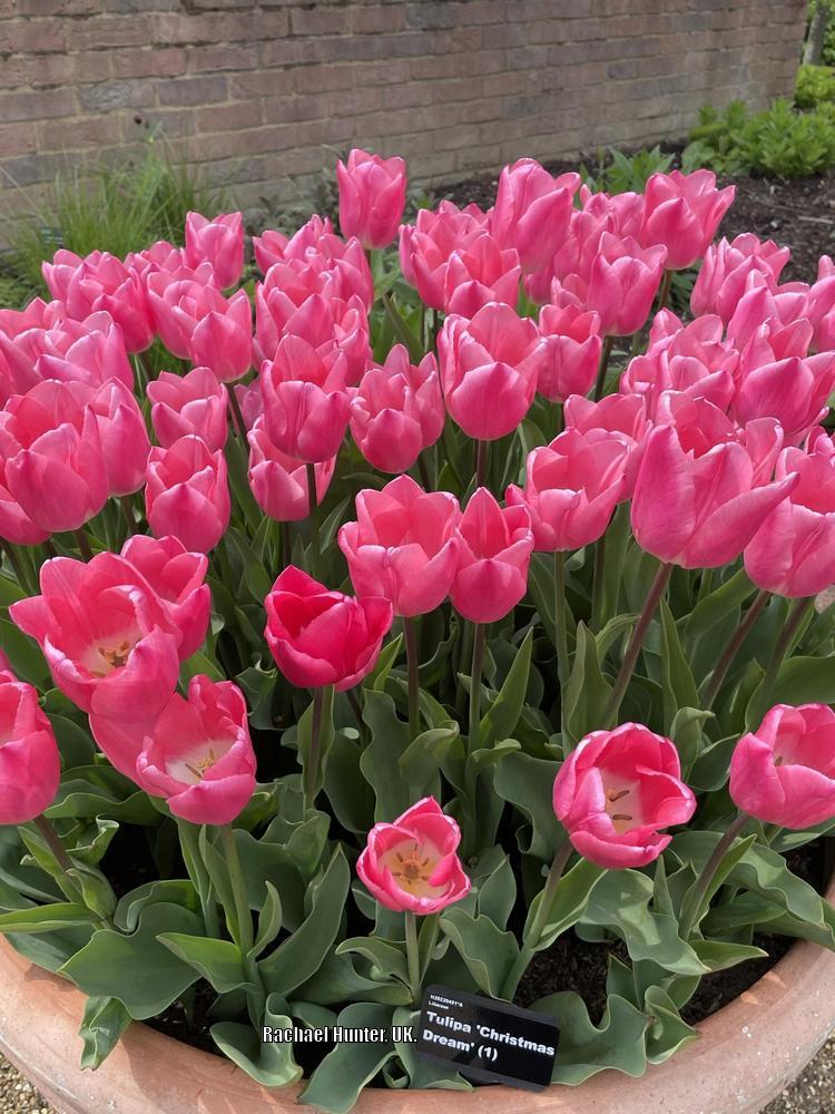 Photo of the bloom of Single Early Tulip (Tulipa 'Christmas Dream ...