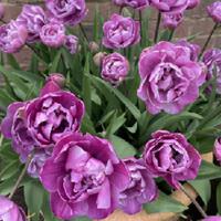 Photo of the bloom of Double Late Tulip (Tulipa 'Blue Diamond') posted ...