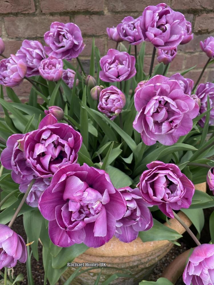 Photo of the bloom of Double Late Tulip (Tulipa 'Blue Diamond') posted ...
